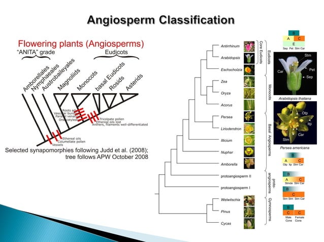 Plant classification | PPT