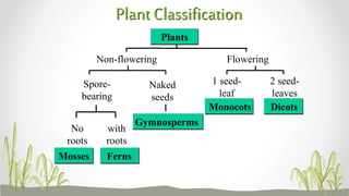 Plant classification | PPTX
