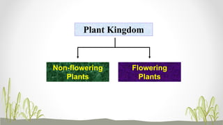 Plant classification | PPTX