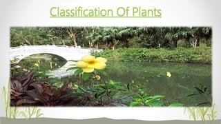 Plant classification | PPTX