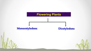 Plant classification | PPTX