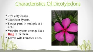 Plant classification | PPTX