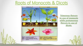 Plant classification | PPTX