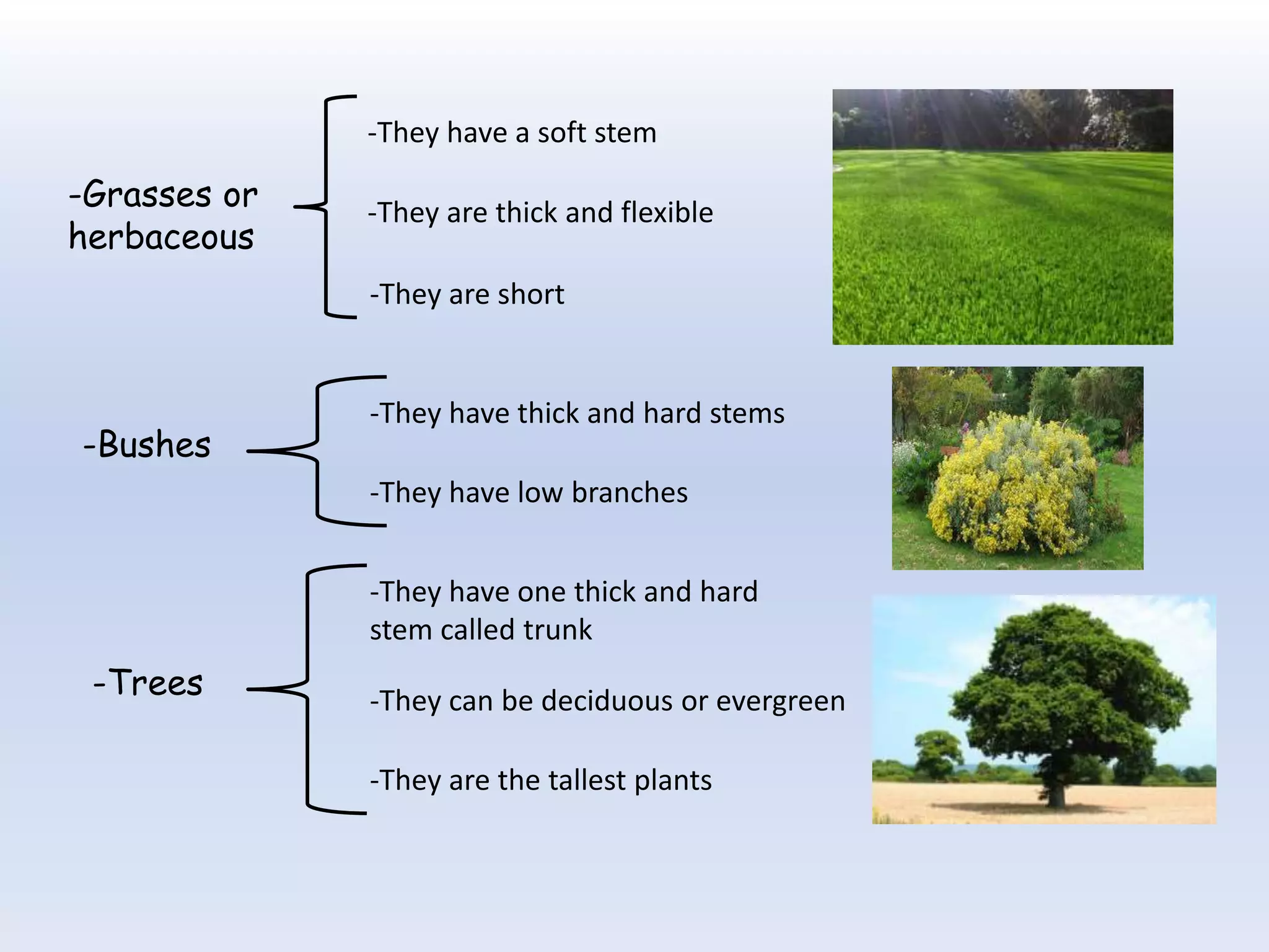 Plant classification | PPTX