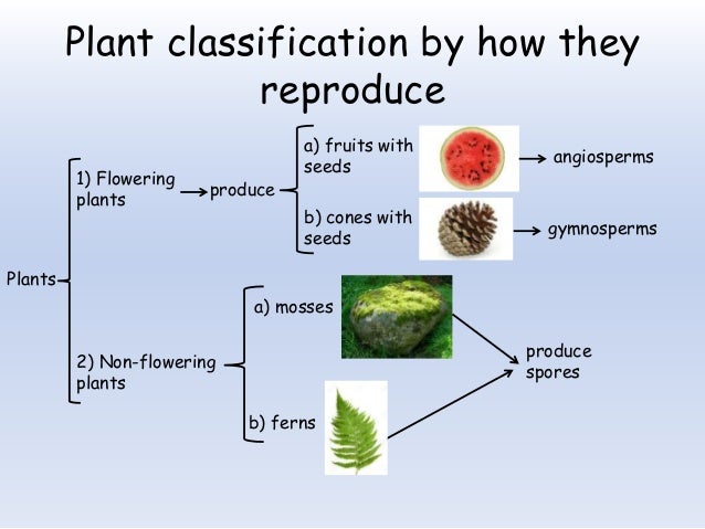 Plant classification