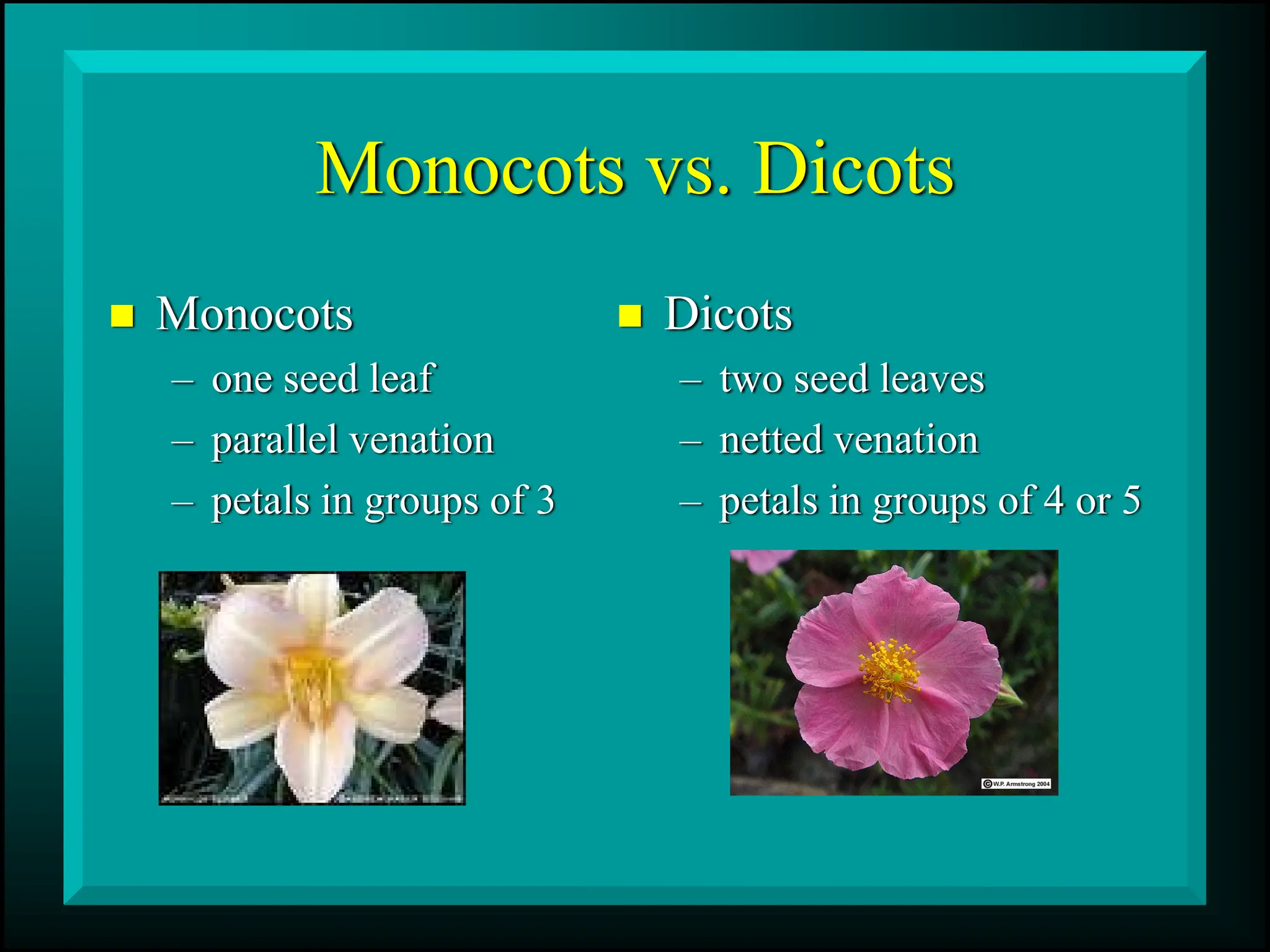 Plant Classification.pdf | Gardening | Home & Garden