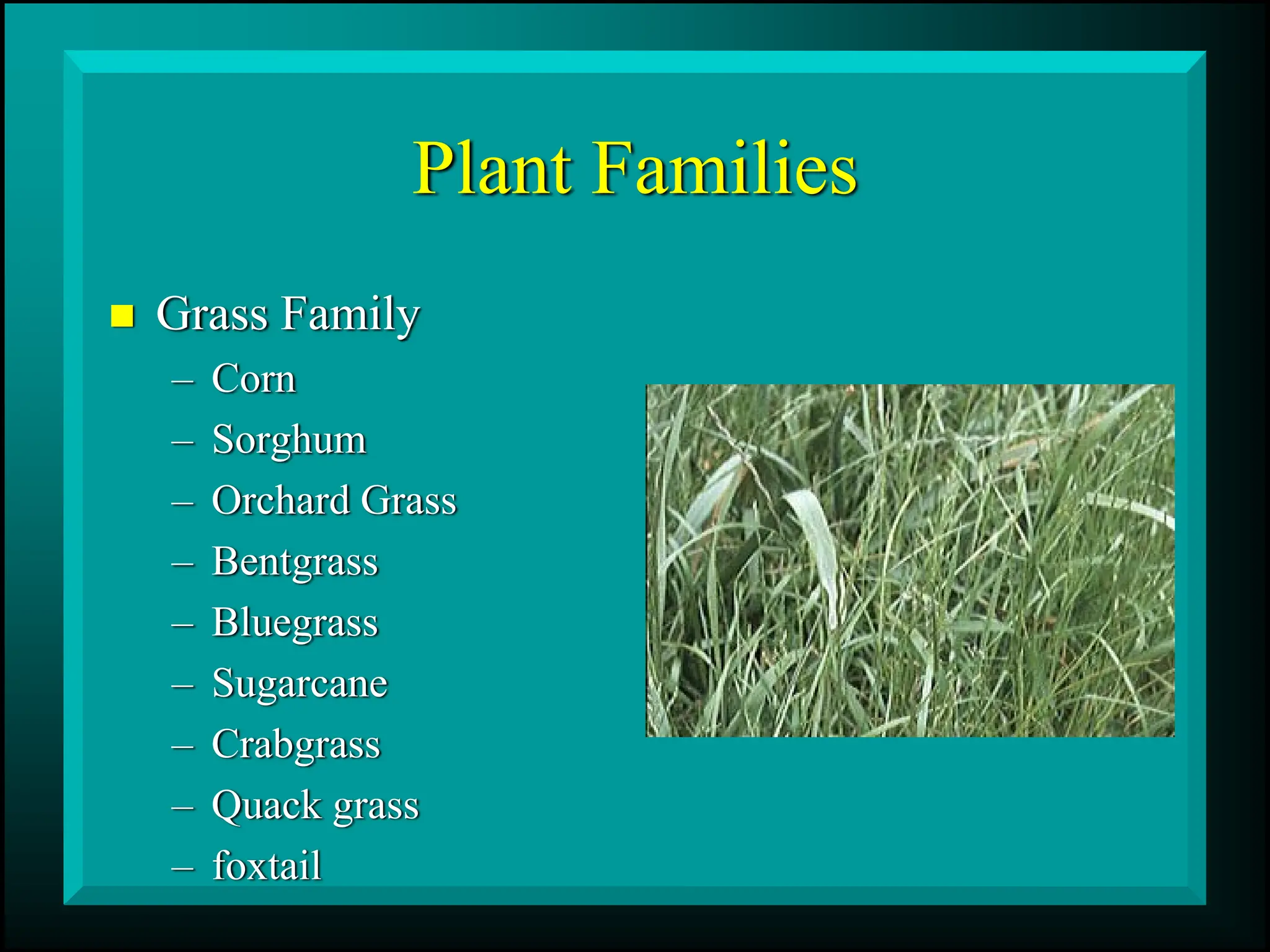 Plant Classification.pdf | Gardening | Home & Garden