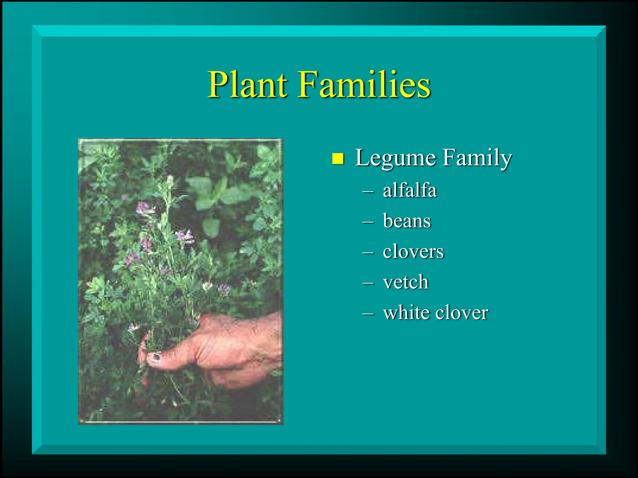 Plant Classification.pdf | Gardening | Home & Garden