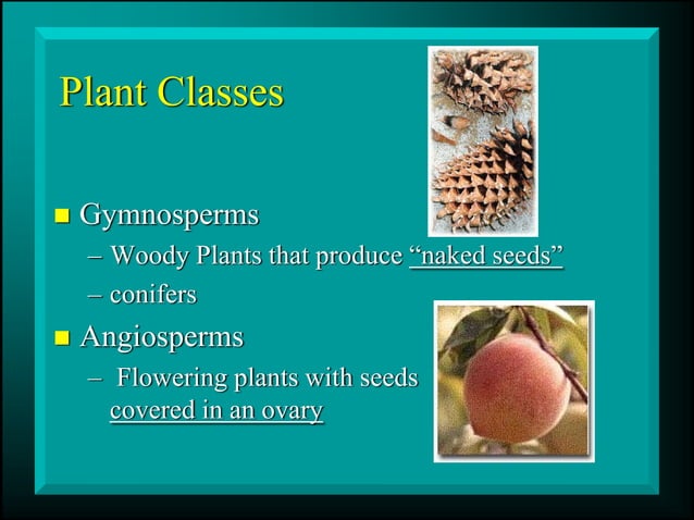 Plant Classification.pdf | Gardening | Home & Garden