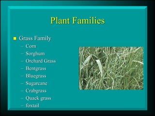 Plant Classification.pdf | Gardening | Home & Garden