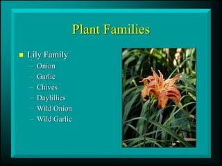 Plant Classification.pdf | Gardening | Home & Garden