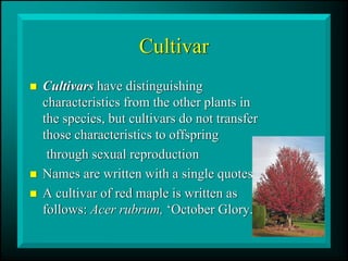 Plant Classification.pdf