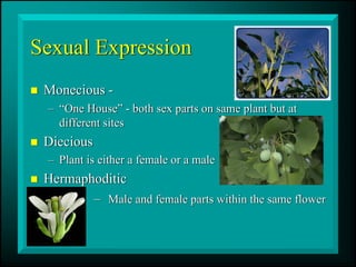 Plant Classification.pdf | Gardening | Home & Garden