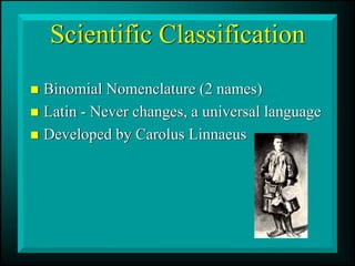 Plant Classification.pdf