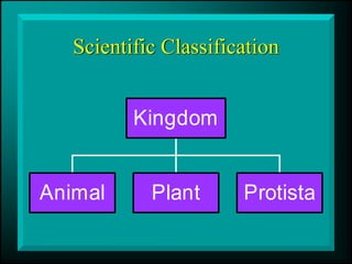 Plant Classification.pdf | Gardening | Home & Garden