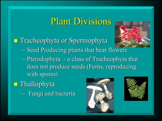 Plant Classification.pdf | Gardening | Home & Garden