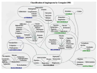 Plant Classification.................pdf
