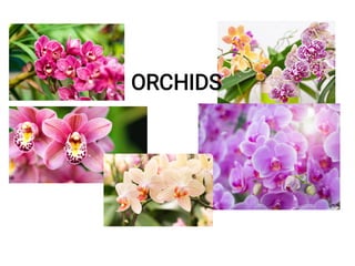 Plant Classification.................pdf