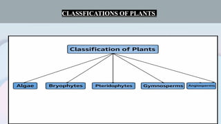 classification of the plants........pptx