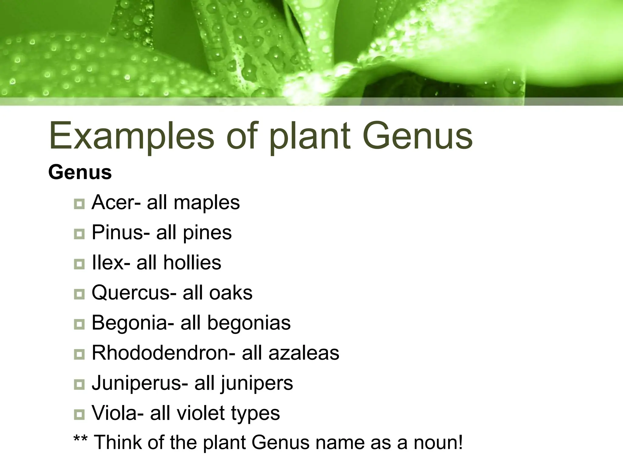 Plant_Classification...................... | PPT
