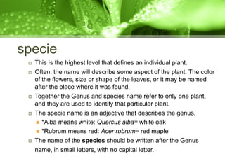Plant_Classification...................... | PPT | Gardening | Home ...
