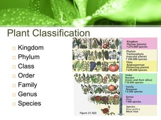 Plant_Classification...................... | PPT | Gardening | Home ...