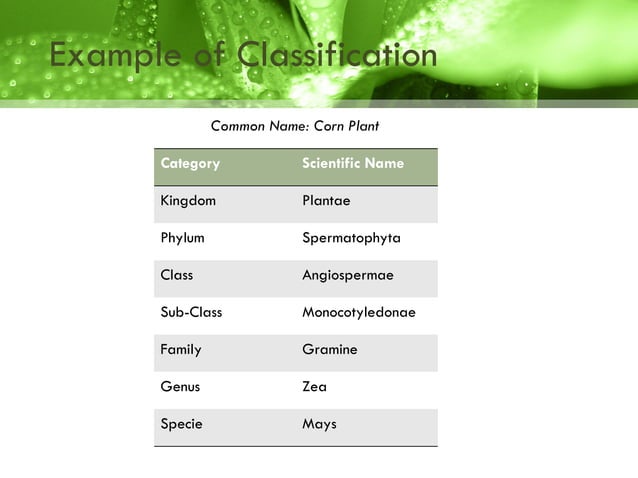 Plant_Classification1_PPT1.ppt for education | PPT