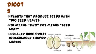 Plant classification and adaptation | PPTX