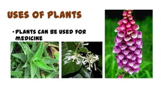 Plant classification and adaptation | PPTX