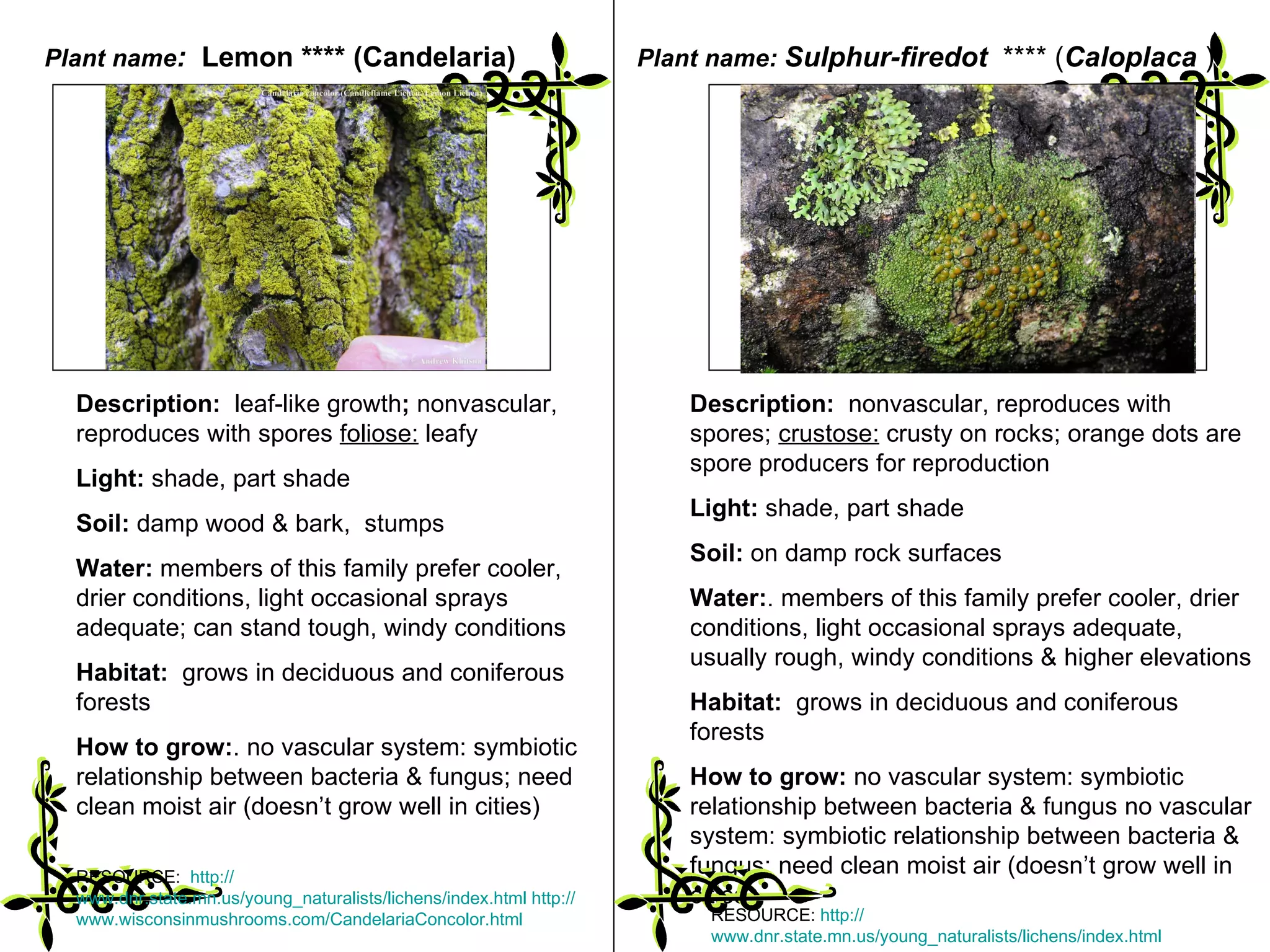 Plant classification LAB: students categorize plants based on physical ...