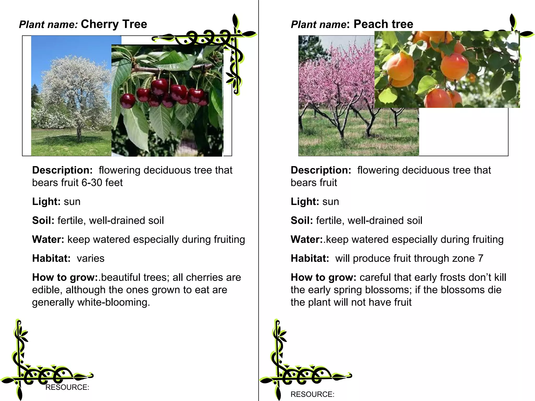 Plant classification LAB: students categorize plants based on physical ...