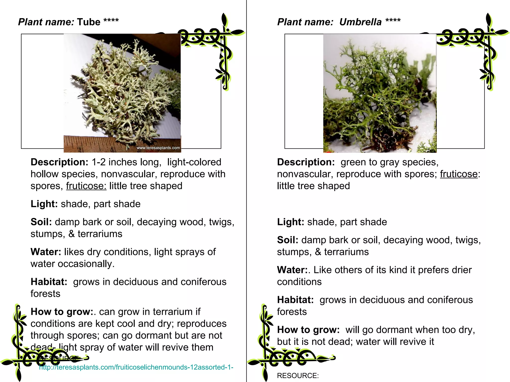 Plant classification LAB: students categorize plants based on physical ...