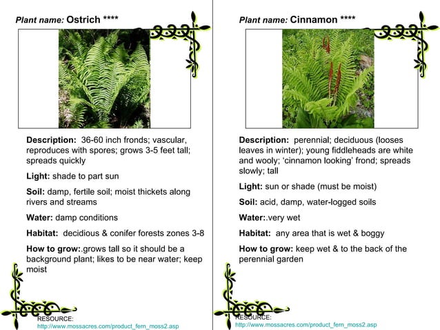 Plant classification LAB: students categorize plants based on physical ...