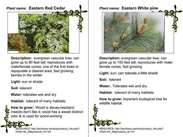Plant classification LAB: students categorize plants based on physical ...
