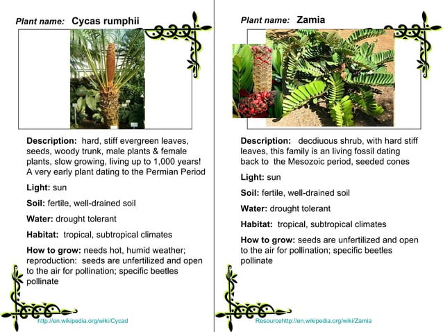 Plant classification LAB: students categorize plants based on physical ...