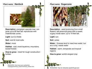 Plant classification LAB: students categorize plants based on physical ...