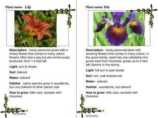 Plant classification LAB: students categorize plants based on physical ...