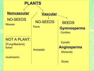 Plant classification LAB: students categorize plants based on physical ...