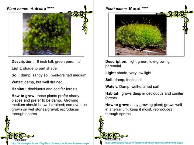 Plant classification LAB: students categorize plants based on physical ...