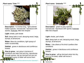 Plant classification LAB: students categorize plants based on physical ...