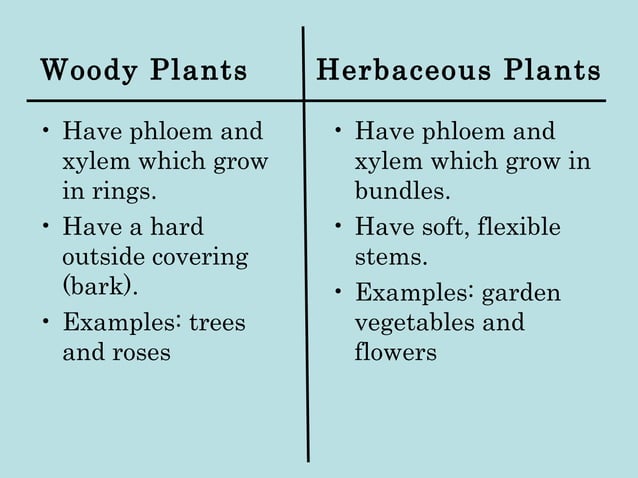 Plantclassificationnotes | PPT