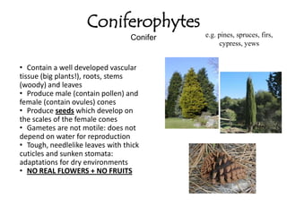 IB Topic 9 Plants PPT - HL | PPTX