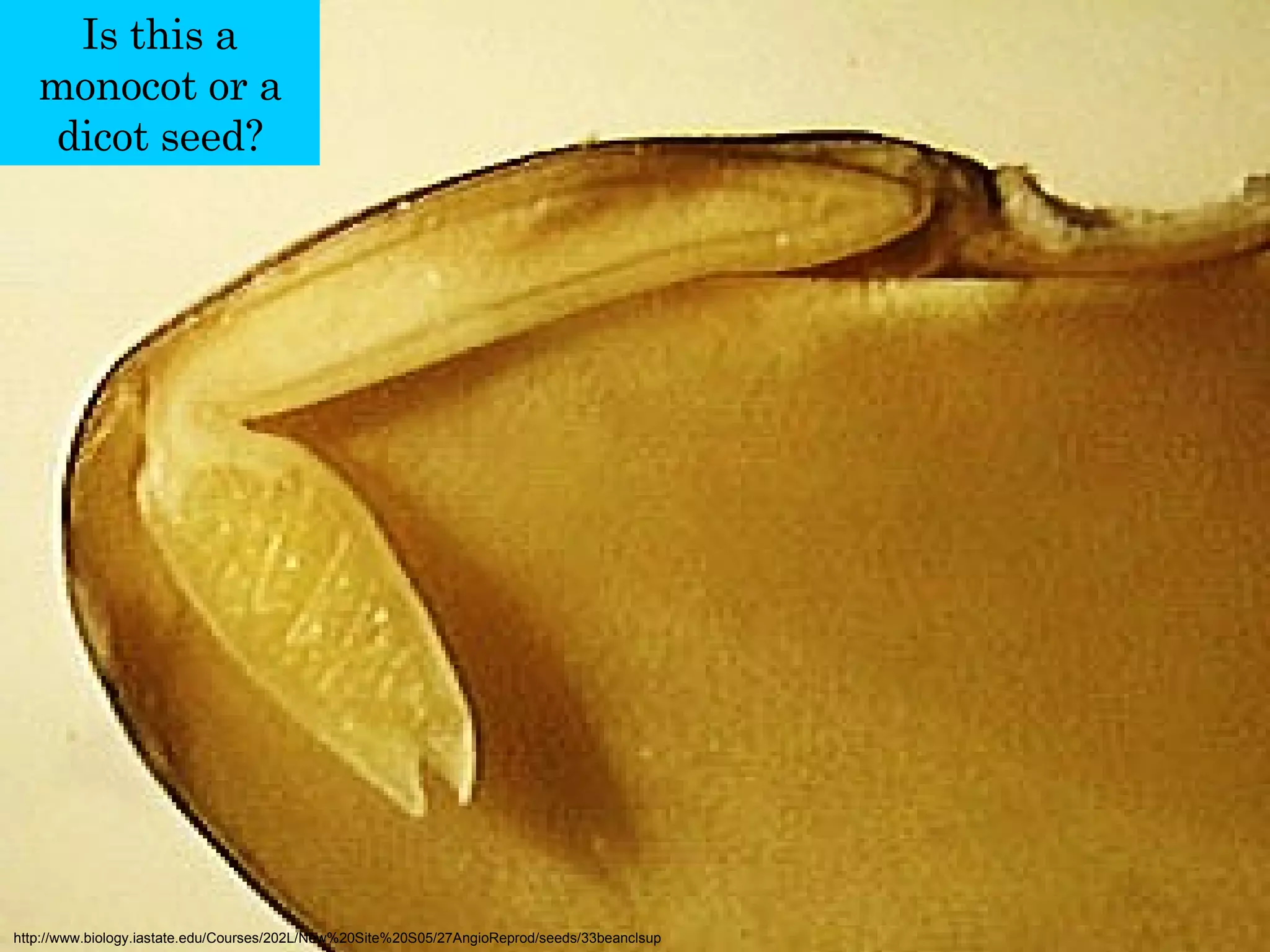 Plant Classification Quiz | PPT