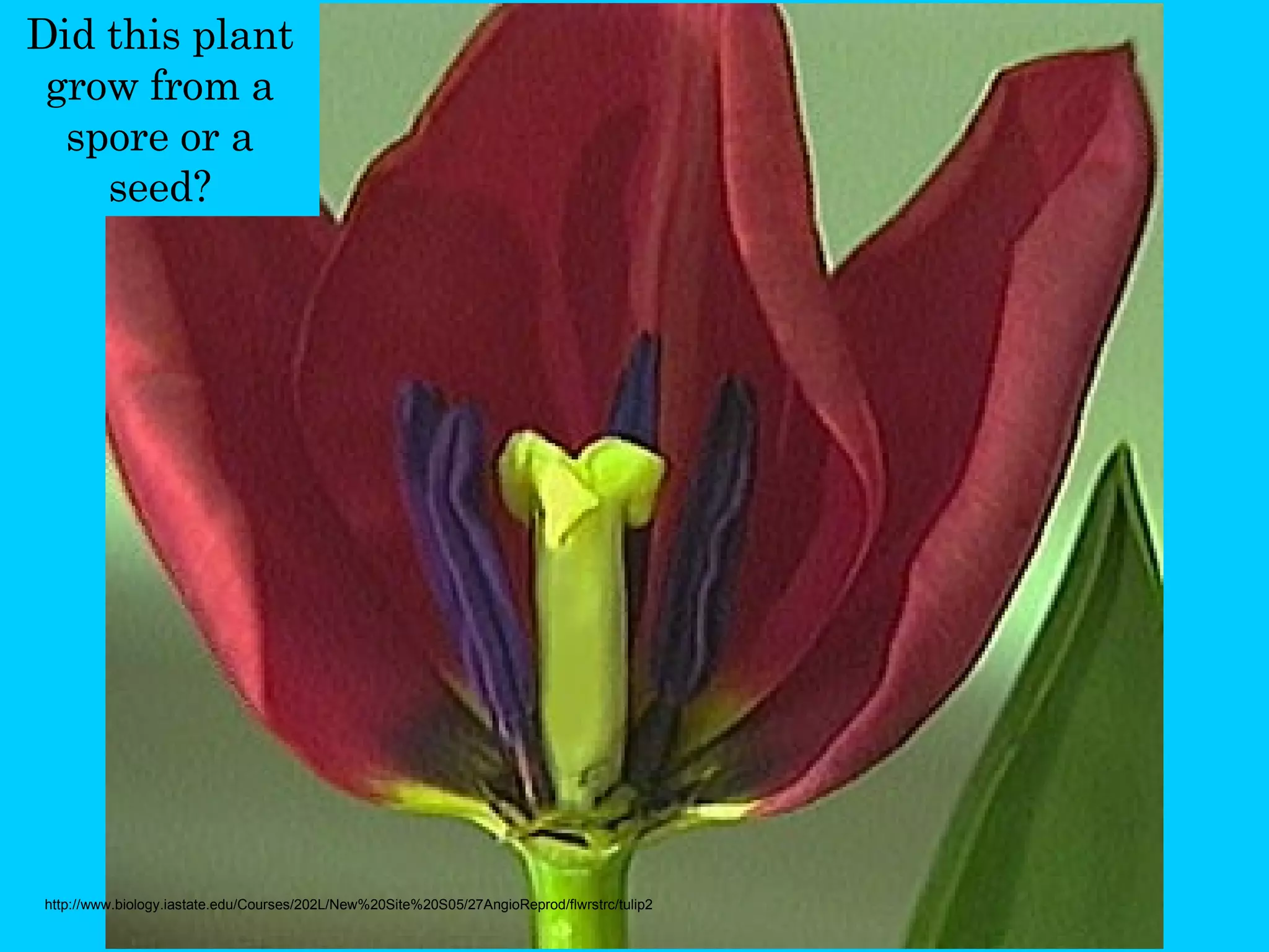 Plant Classification Quiz | PPT