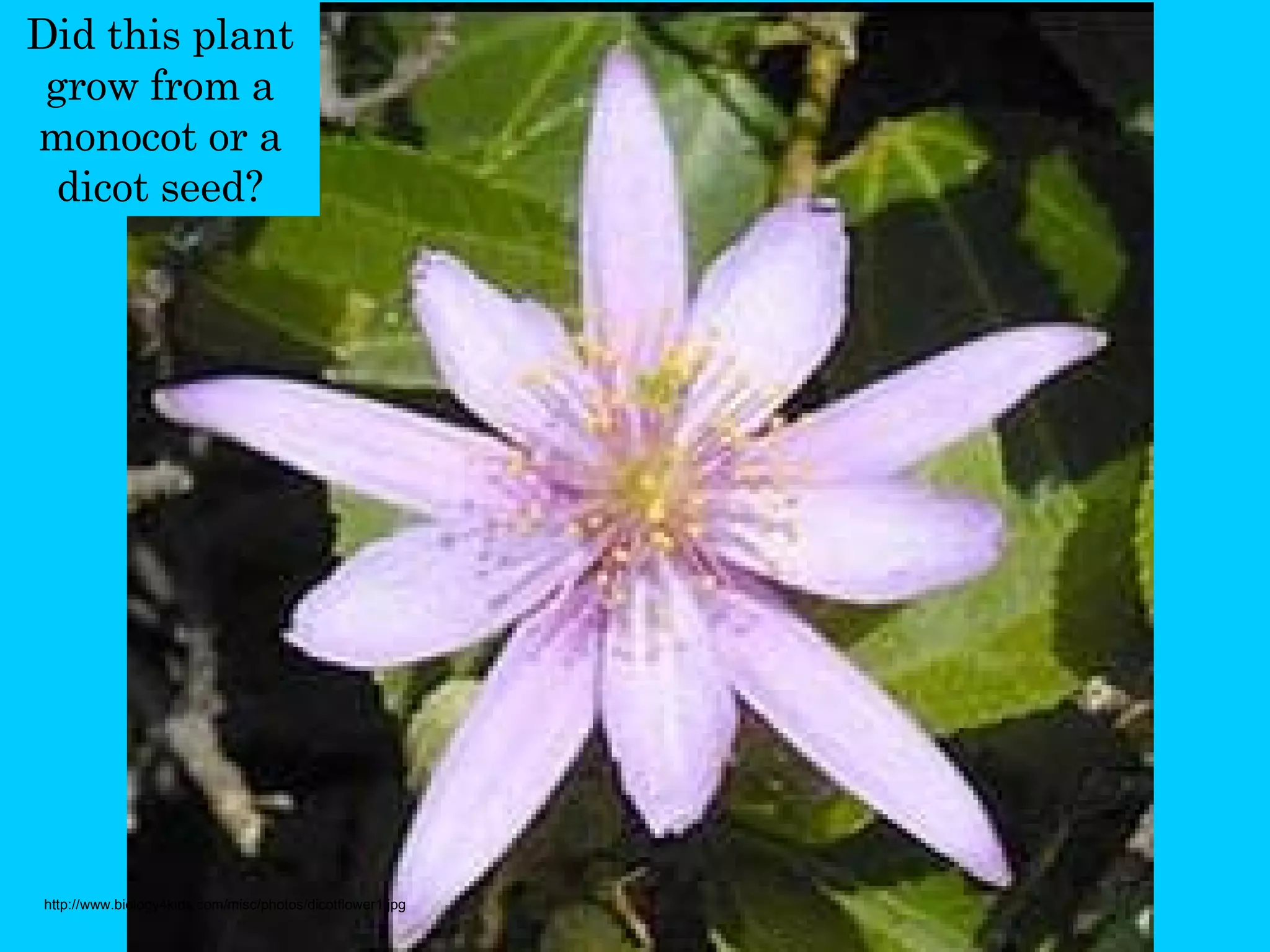 Plant Classification Quiz | PPT
