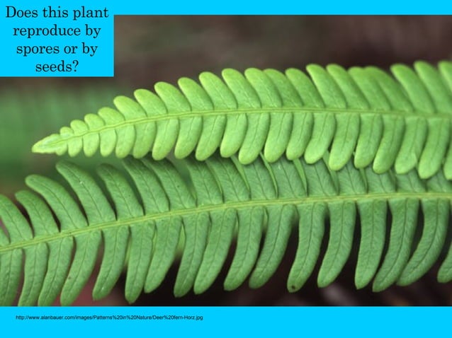 Plant Classification Quiz | PPT