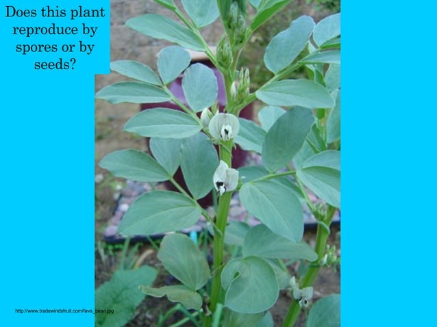 Plant Classification Quiz | PPT