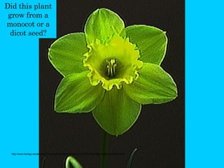 Plant Classification Quiz | PPT