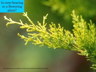 Plant Classification Quiz | PPT