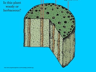Plant Classification Quiz | PPT